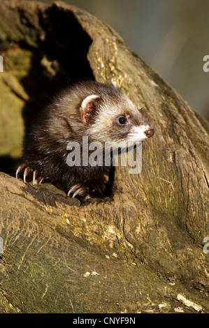 European polecat (Mustela putorius), juvenile looking out of a tree ...