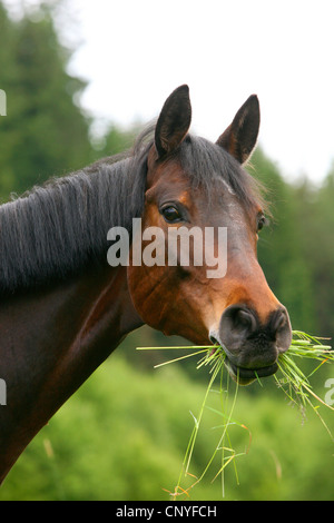 A closeup of brown domestic horses (Equus ferus caballus) behind the ...