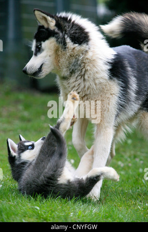 Siberian Husky, puppies playing, scuffling Stock Photo - Alamy