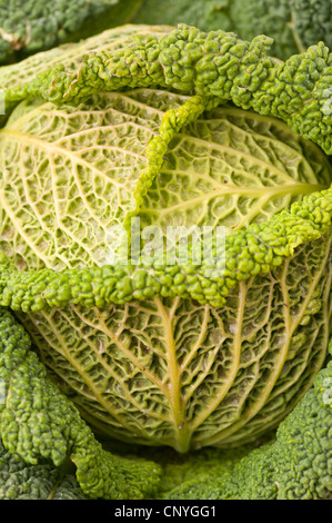 Healthy fresh cabbage Stock Photo - Alamy