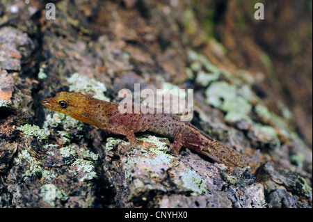 Bay Island Least Gecko, Bay Island dwarf gecko (Sphaerodactylus ...