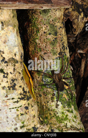 tarantulas and bird spiders (Theraphosidae, Aviculariidae), bird spider ...