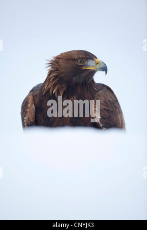 Side view of graceful golden eagle with spread wings soaring over ...