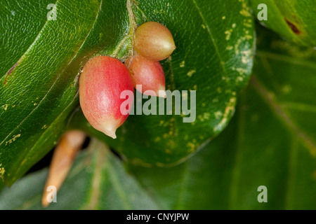 Galls of the Gall Midge (Mikiola fagi) on leaves of Common Beech (Fagus ...