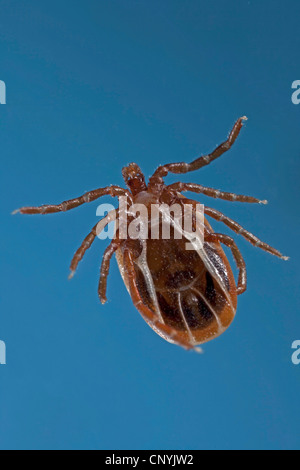 animal animals tick ticks parasite parasites parasitic arachnid Stock ...