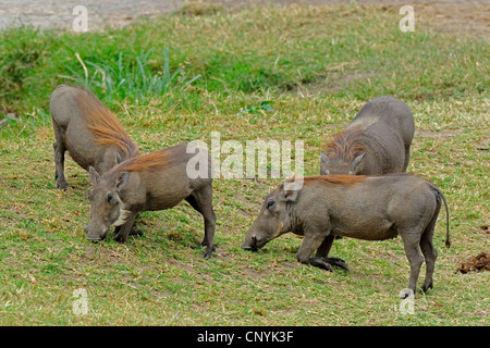 common warthog, savanna warthog (Phacochoerus africanus), walking ...