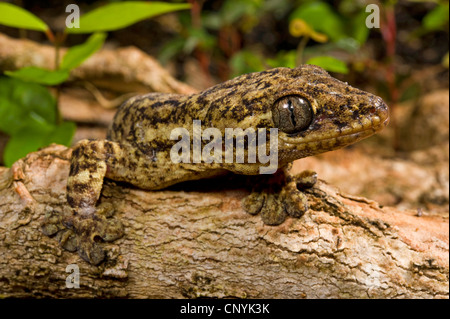 wood slave, turniptail gecko (Thecadactylus rapicauda), looking over a ...