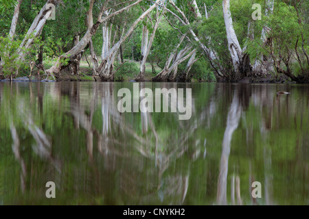 Coen River with Paperbark Trees (Melaleuca sp.), Cape York Peninsula ...