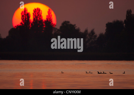 Great Cormorant swimming on the lake in public park of Tervuren Stock ...