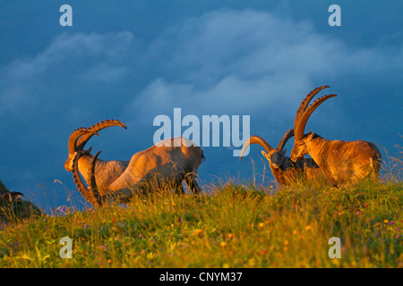 alpine ibex (Capra ibex), buck at sunset, Switzerland, Appenzell Stock ...