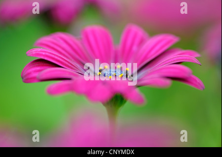 African Daisy, Lavender African Daisy, Norlindh freeway daisy ...