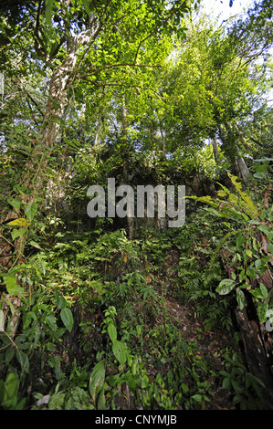 rainforest in Honduras , Honduras, Copan Stock Photo - Alamy
