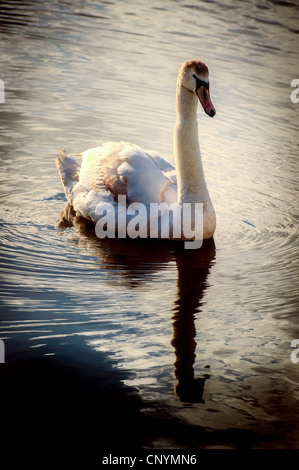 Graceful white swan swim in the pond in city park. The mute swan ...