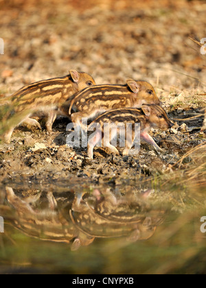 Baby wild boar walking on the muddy water surface Stock Photo - Alamy