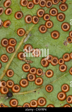 Oak leaf blister-gall cynipid wasp, Oakleaf silkbutton-spanglegall ...