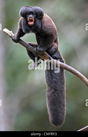 Uta Hick's bearded saki (Chiropotes utahickae), sitting on a branch ...