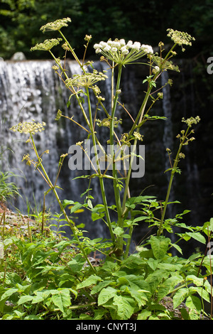 Wild angelica (Angelica sylvestris), blooming, Germany, Bavaria Stock ...