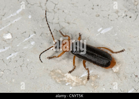 Soldier beetle (Cantharis flavilabris) on Hawkbit (Leontodon sp) flower ...