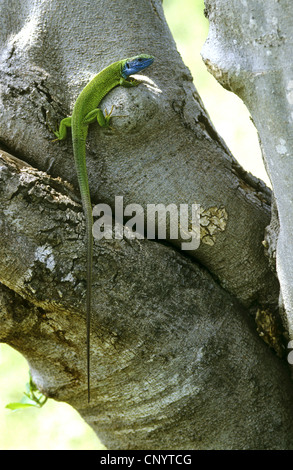 Male of green lizard on a tree trunk Stock Photo - Alamy