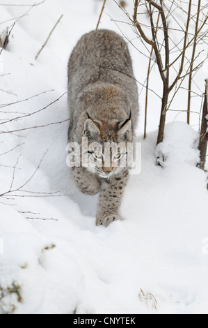 Eurasian lynx (Lynx lynx), juvenile walking through deep snow, Germany ...