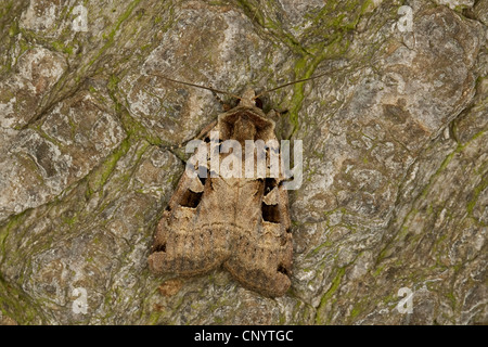 Double Square-spot (Xestia triangulum Stock Photo - Alamy