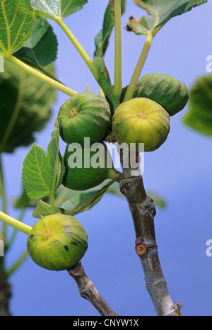 Greece. Edible figs, the green fruit of Ficus carica growing from stem ...