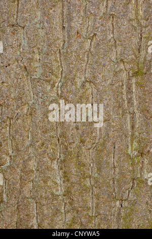 Ash Fraxinus excelsior Bark Stock Photo - Alamy