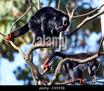 Mammals, monkey, ape, Red-handed tamarin, Simia midas, Historical ...