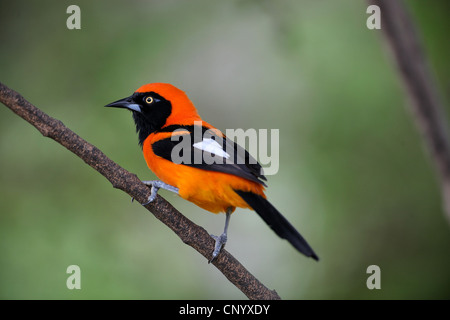 Orange-backed Troupial (Icterus croconotus Stock Photo - Alamy