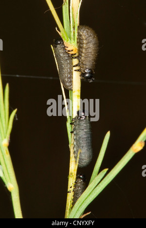 Asparagus beetle larvae on asparagus Stock Photo - Alamy