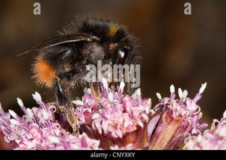 A macro shot of a bumble bee sitting of a yellow flower bud with a ...
