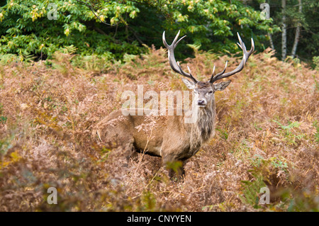A fourteen point imperial red deer stag (Cervus elaphus) bellowing ...