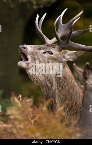 A fourteen point imperial red deer stag (Cervus elaphus) bellowing ...