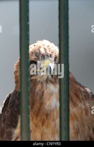 hawk in captivity in Cornwall in Great Britain Stock Photo - Alamy