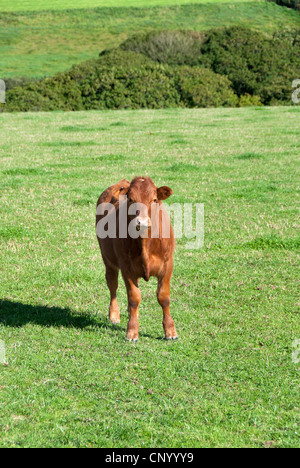 different colored cows in a farm surrounded by trees and a mountain in ...