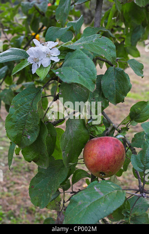 Apple tree flower Stock Photo - Alamy
