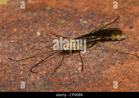 Yellow Ophion - Ophion luteus Stock Photo - Alamy
