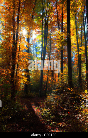 Sunbeams in European Beech (Fagus sylvatica) Forest in Autumn, Spessart ...