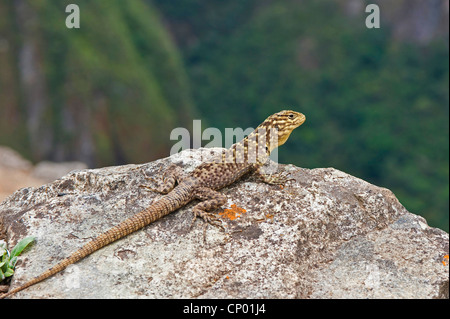Peru. Ground lizard in the ancient Inca ruins of Machu Picchu Stock ...