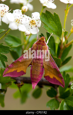 Closeup shot of a small butterfly sitting on a plant leaf Stock Photo ...