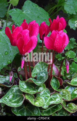 Florist's Cyclamen (Cyclamen persicum Stock Photo - Alamy