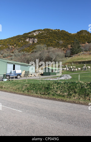 Scottish sheep farm Scotland March 2012 Stock Photo - Alamy