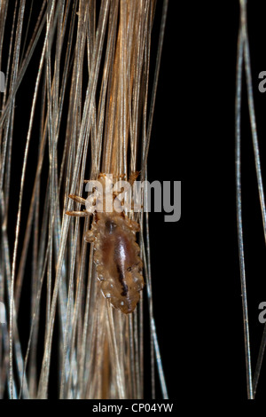 Pediculus humanus, human head louse Stock Photo - Alamy