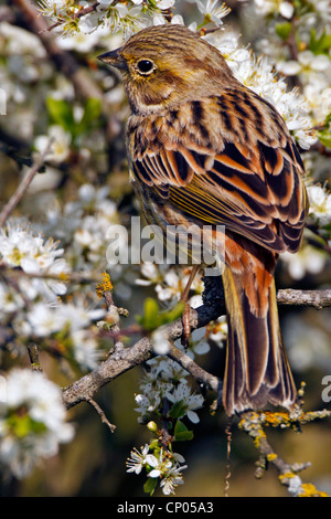 Female Yellowhammer Emberiza citrinella back view looking around and ...