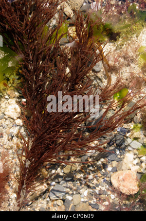 A red seaweed Halopitys incurvus UK Stock Photo - Alamy