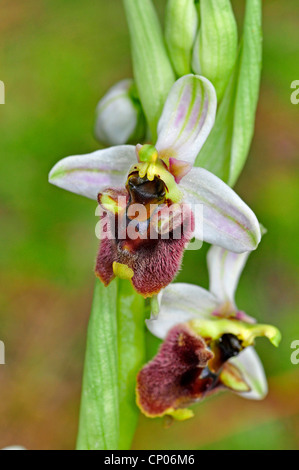 Levant orchid (Ophrys levantina) Close-up of a flowering panicle with ...