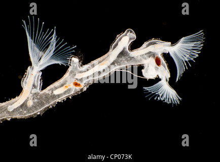 Plumatella repens (Plumatella repens), tentacles Stock Photo - Alamy