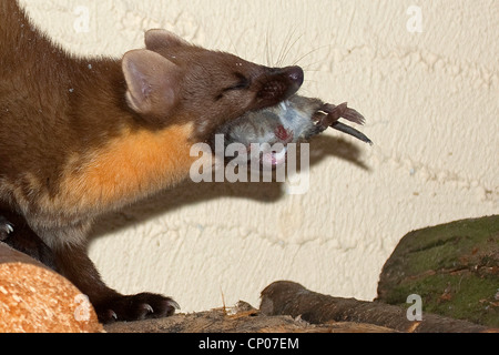 European pine marten (Martes martes) with caught songbird prey in mouth ...