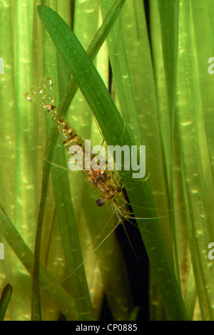 Freshwater shrimp, Grass shrimp (Palaemonetes antennarius), Germany ...