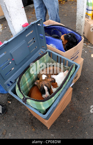 Selling puppies, trade in pet dogs. Licensed dealer Tony Yeomans ...